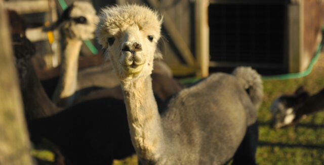 Inside an Alpaca Farm - Equestrian Living Inside an Alpaca Farm - Equestrian Living