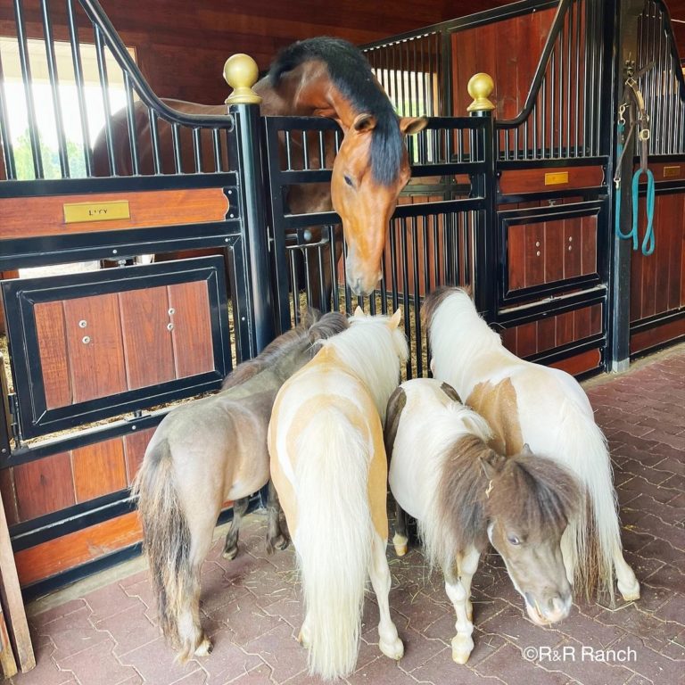 R&R Ranch: A Mini Horse Haven - Equestrian Living