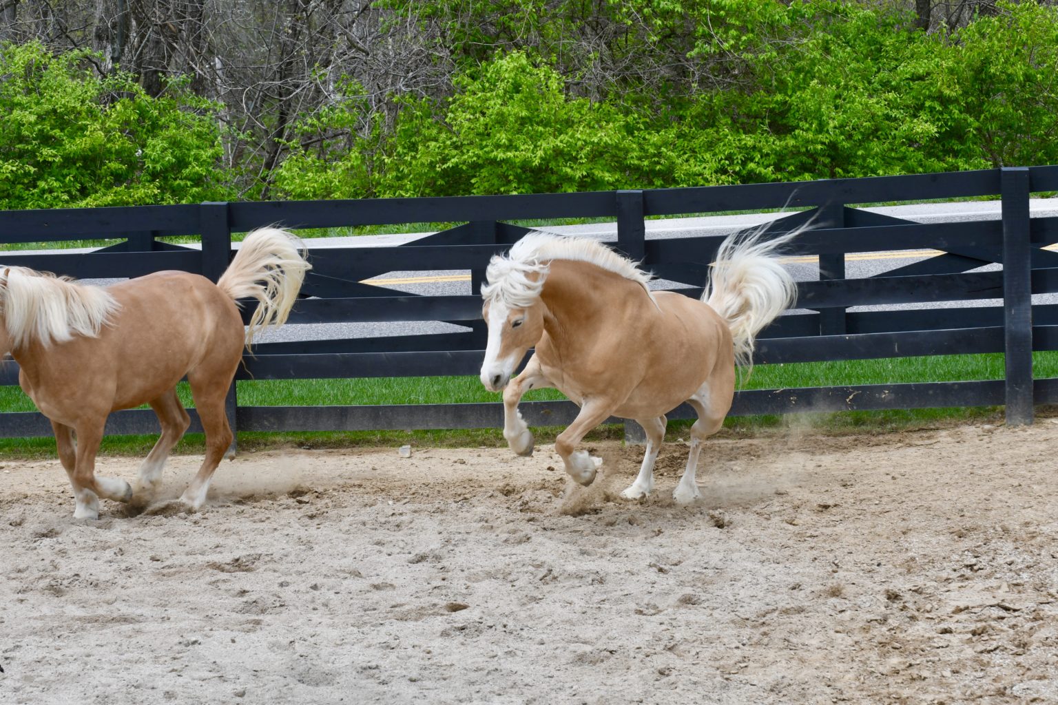 R&R Ranch: A Mini Horse Haven - Equestrian Living