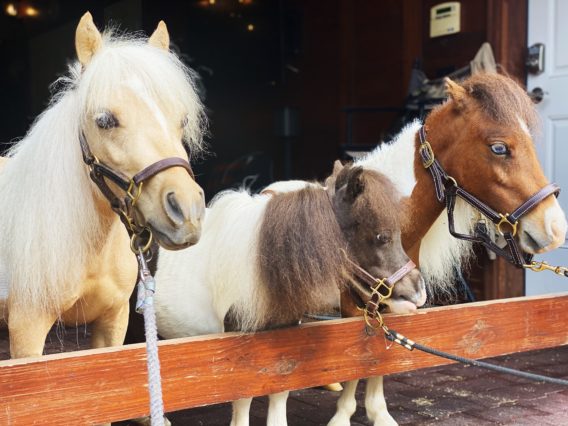 R&R Ranch: A Mini Horse Haven - Equestrian Living