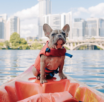 Traveling With Your Dog - Equestrian Living