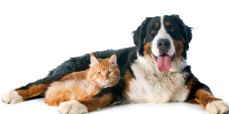 At Home with Todd & Amanda Minikus - Equestrian Living