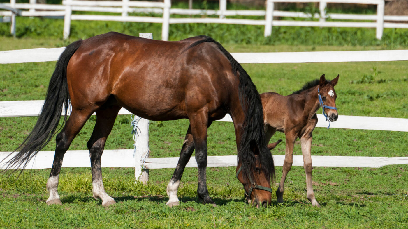 EMBRYO TRANSFER & ICSI - Equestrian Living