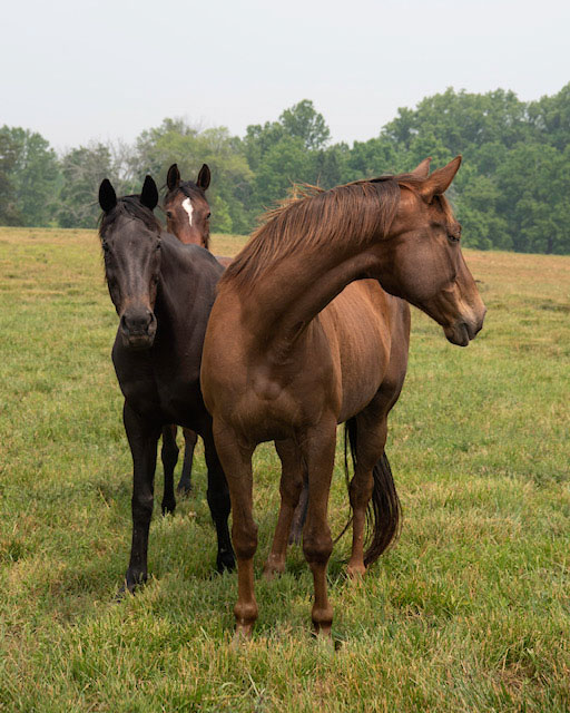 The Inn at Willow Grove - Equestrian Living