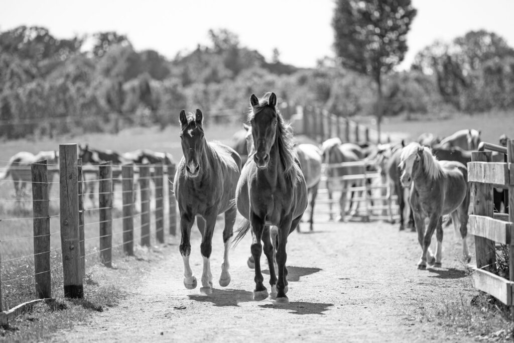 Heather Killen and Horse & Country TV - Equestrian Living