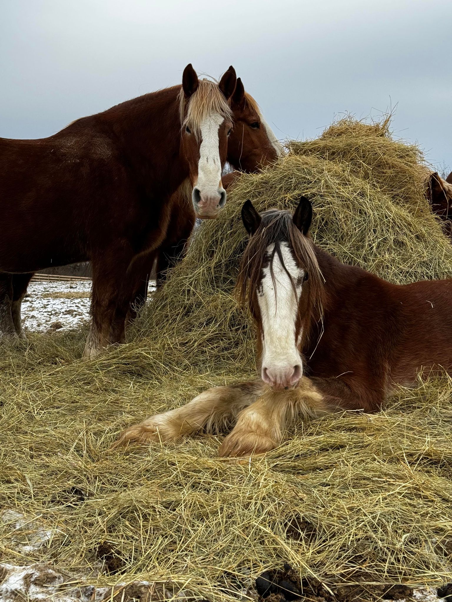 BRAVEHEARTS - Equestrian Living