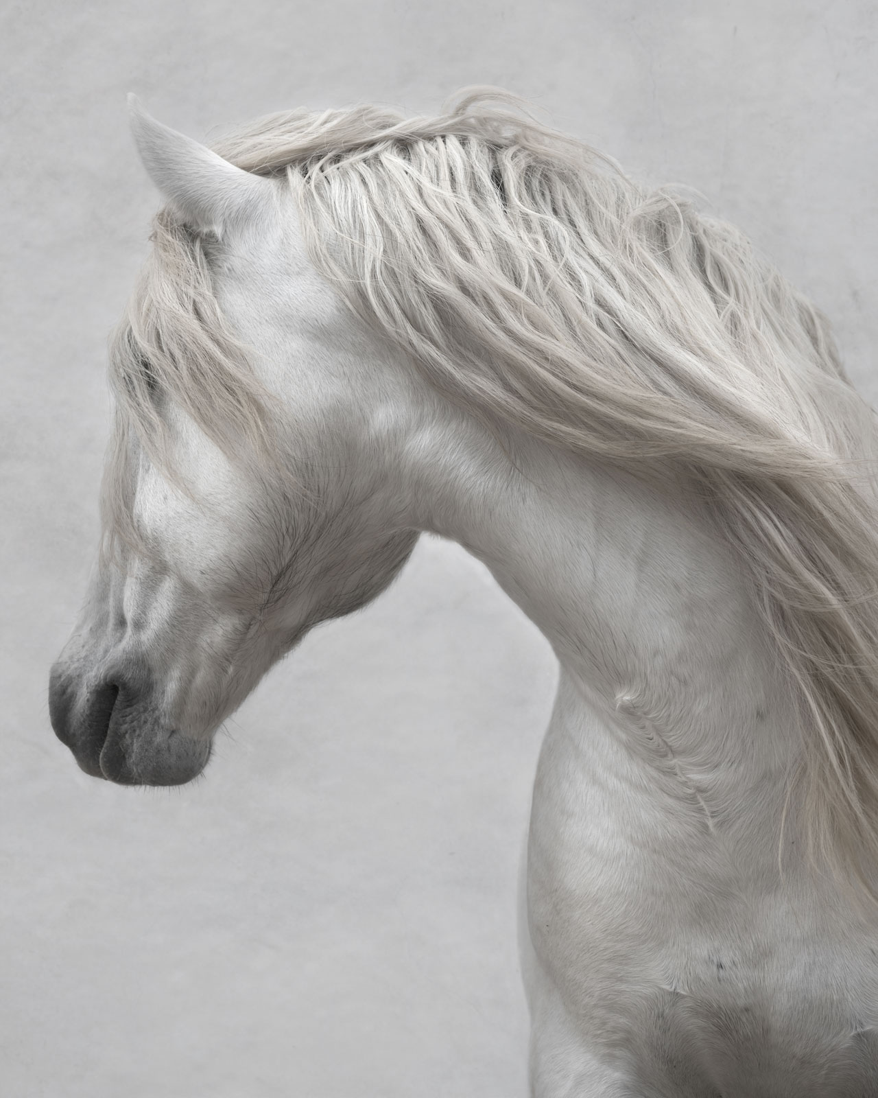 PHOTOGRAPHER IRINA KAZARIDI FINDS BEAUTY IN EVERY BREED – Equestrian Living